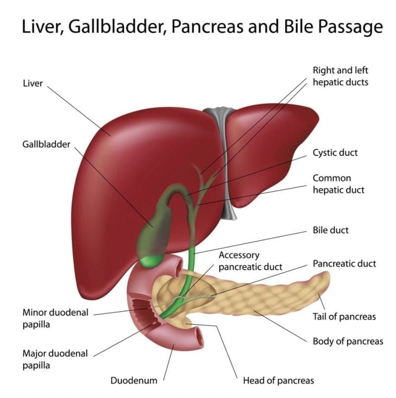 Cholangio 101 - Cholangiocarcinoma Australia
