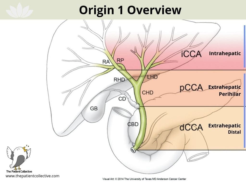 Treat the Immune not the Cancer - Cholangiocarcinoma Australia